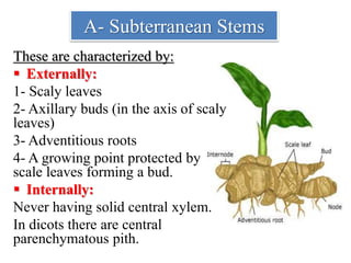 Subterranean Organs | PPTX