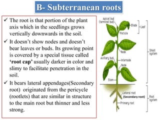 Subterranean Organs | PPTX