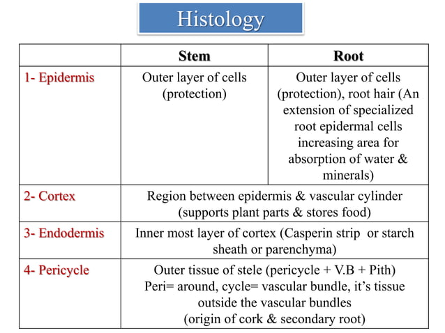 Subterranean Organs | PPTX | Gardening | Home & Garden