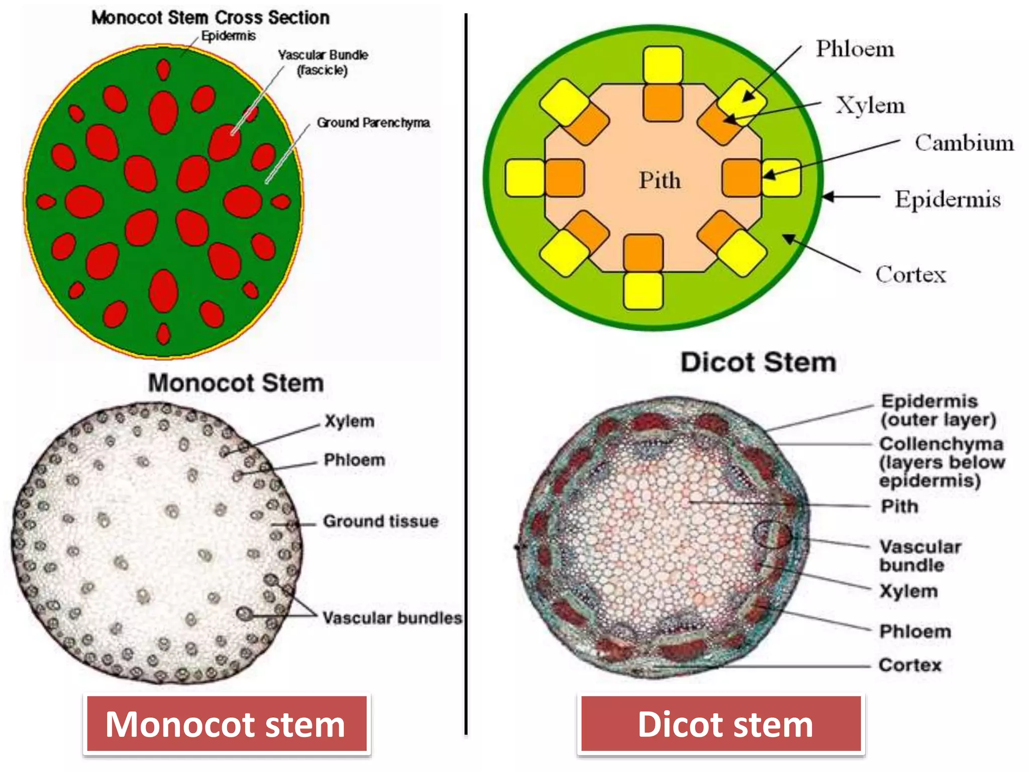 T.S in Stem & Root Type of Vascular bundles | PPTX