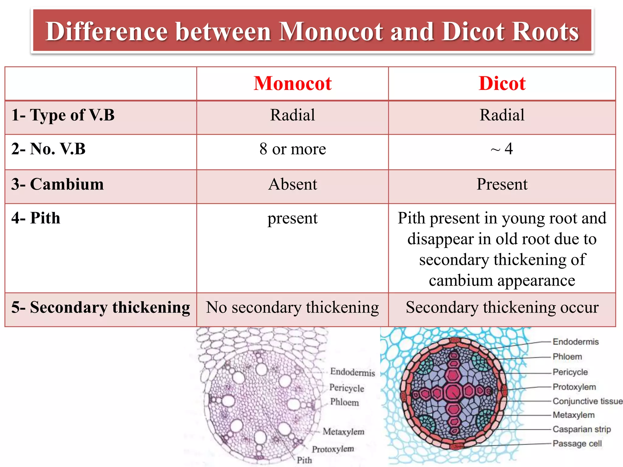 T.S in Stem & Root Type of Vascular bundles | PPTX
