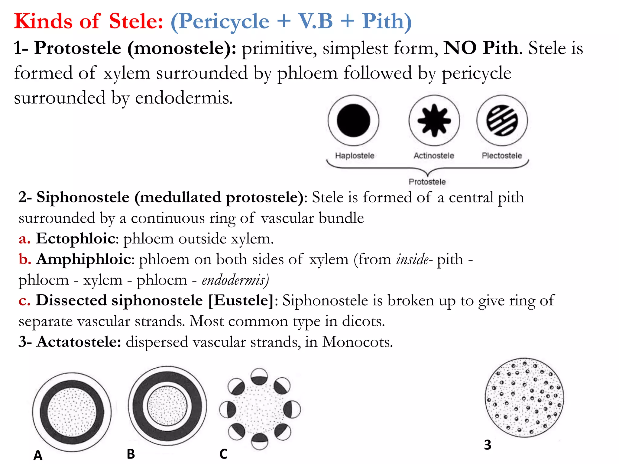 T.S in Stem & Root Type of Vascular bundles | PPTX