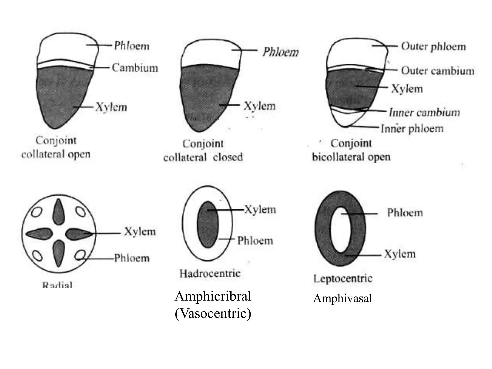 T.S in Stem & Root Type of Vascular bundles | PPTX