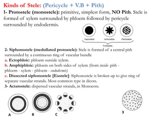 T.S in Stem & Root Type of Vascular bundles | PPTX