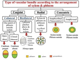 T.S in Stem & Root Type of Vascular bundles | PPTX