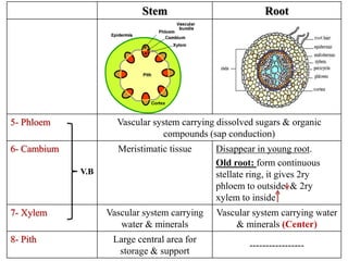 Vascular Bundle In Stem