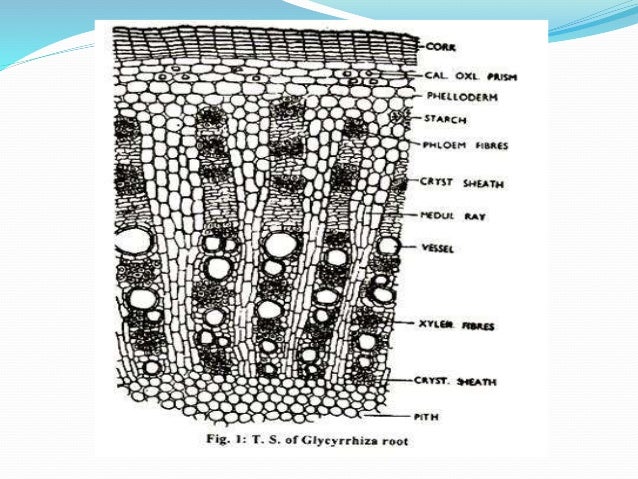 Pharmacognosy OF LIQUORICE(Saponin Glycoside)