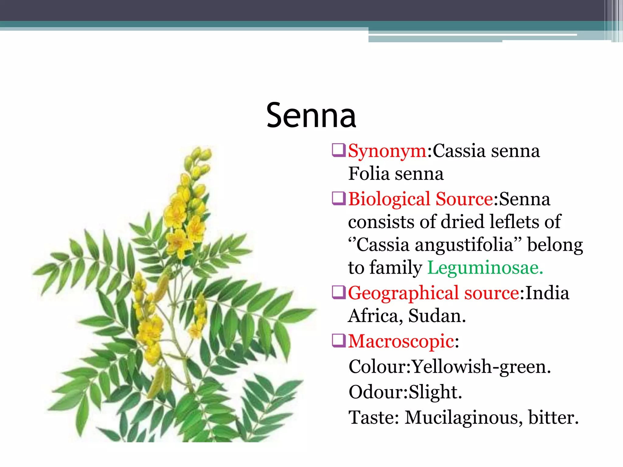 Pharmacognosy laxatives -aloes,rhubarb ,castor oil ispaghula senna | PPTX