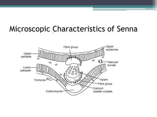 Pharmacognosy laxatives -aloes,rhubarb ,castor oil ispaghula senna | PPTX