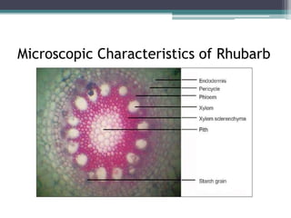 Pharmacognosy laxatives -aloes,rhubarb ,castor oil ispaghula senna | PPTX