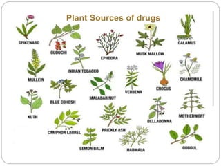 Pharmacognosy | PPTX