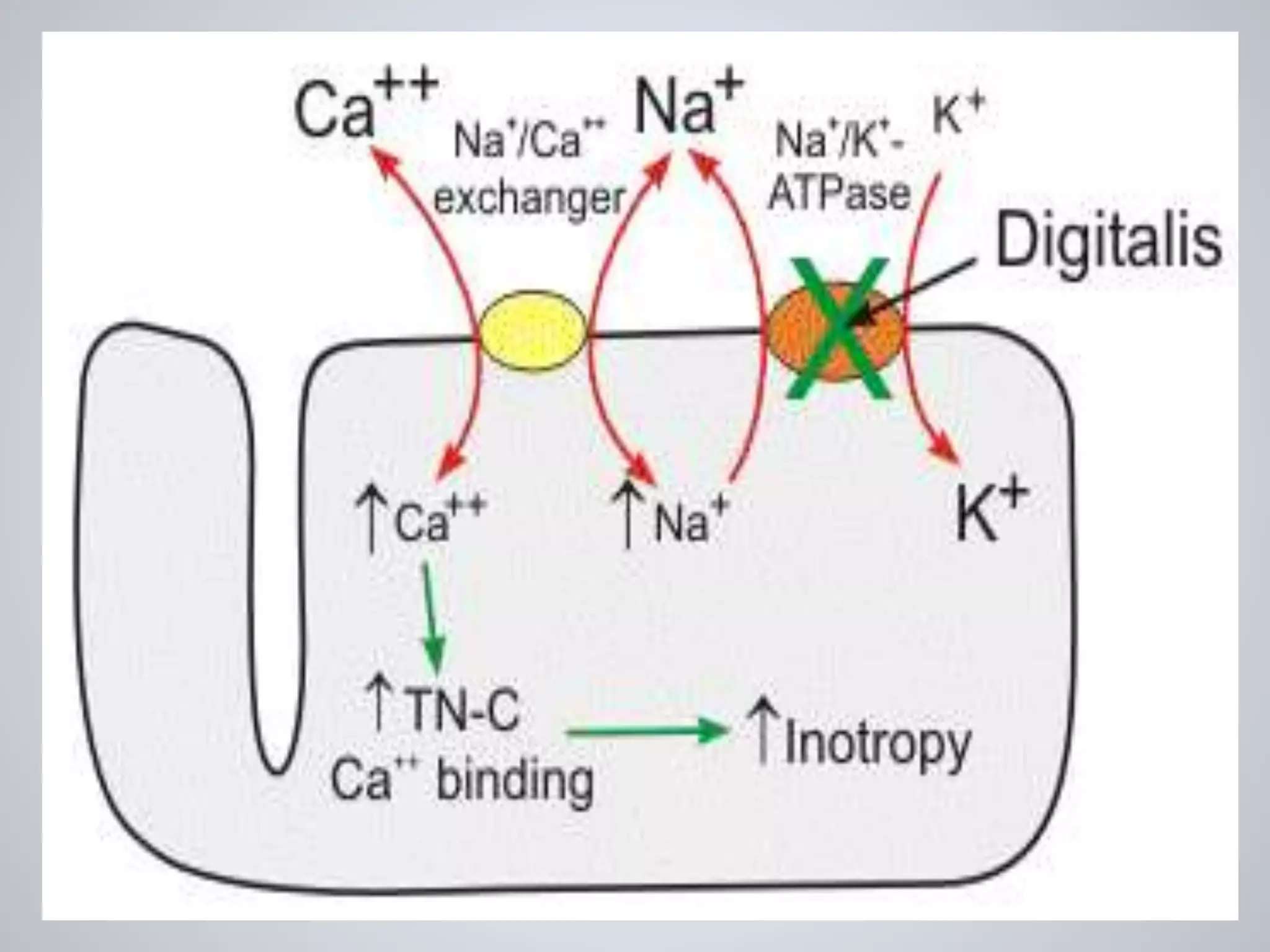 Pharmacognosy of digitalis | PPTX