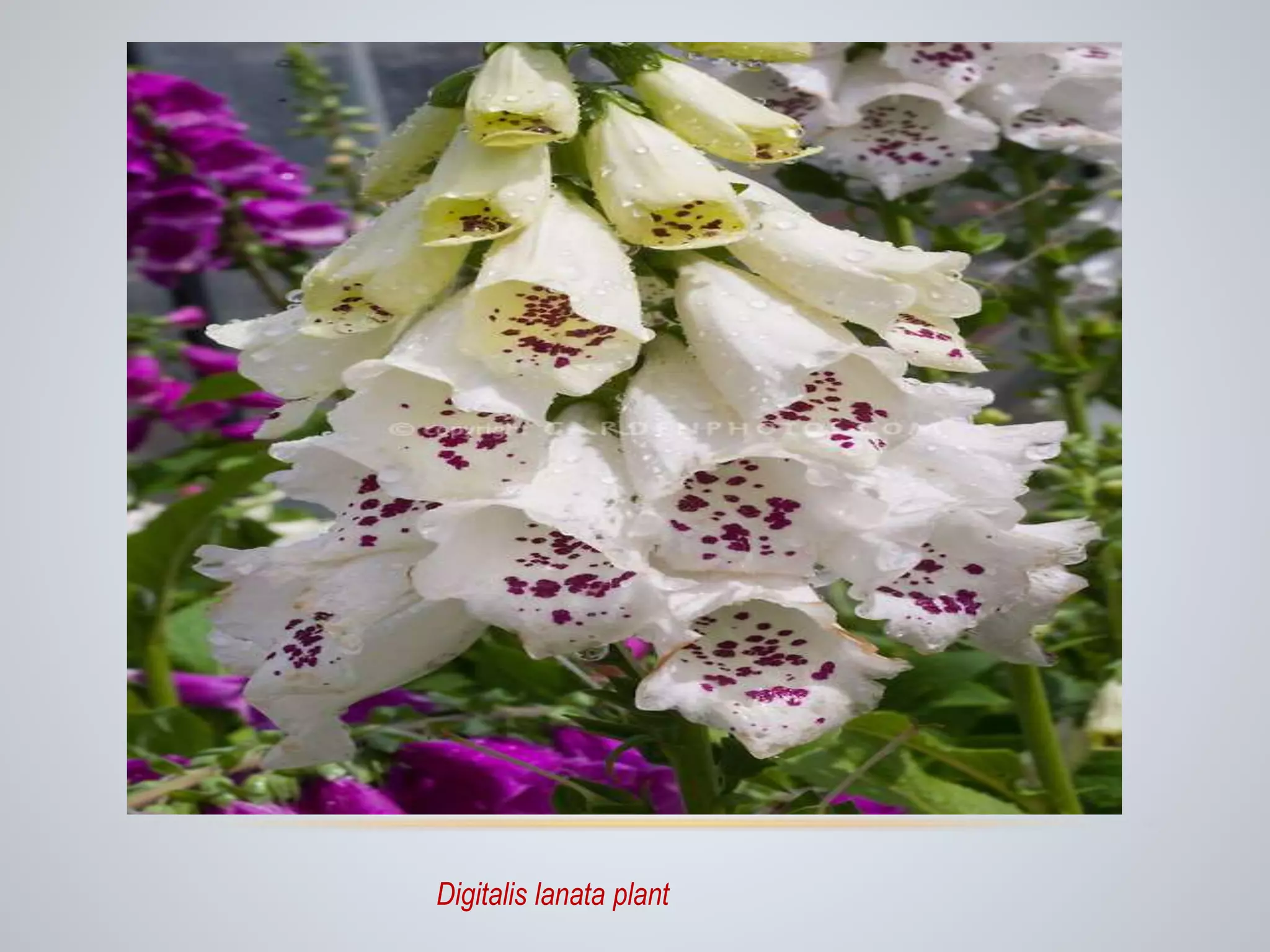 Pharmacognosy of digitalis | PPTX | Gardening | Home & Garden