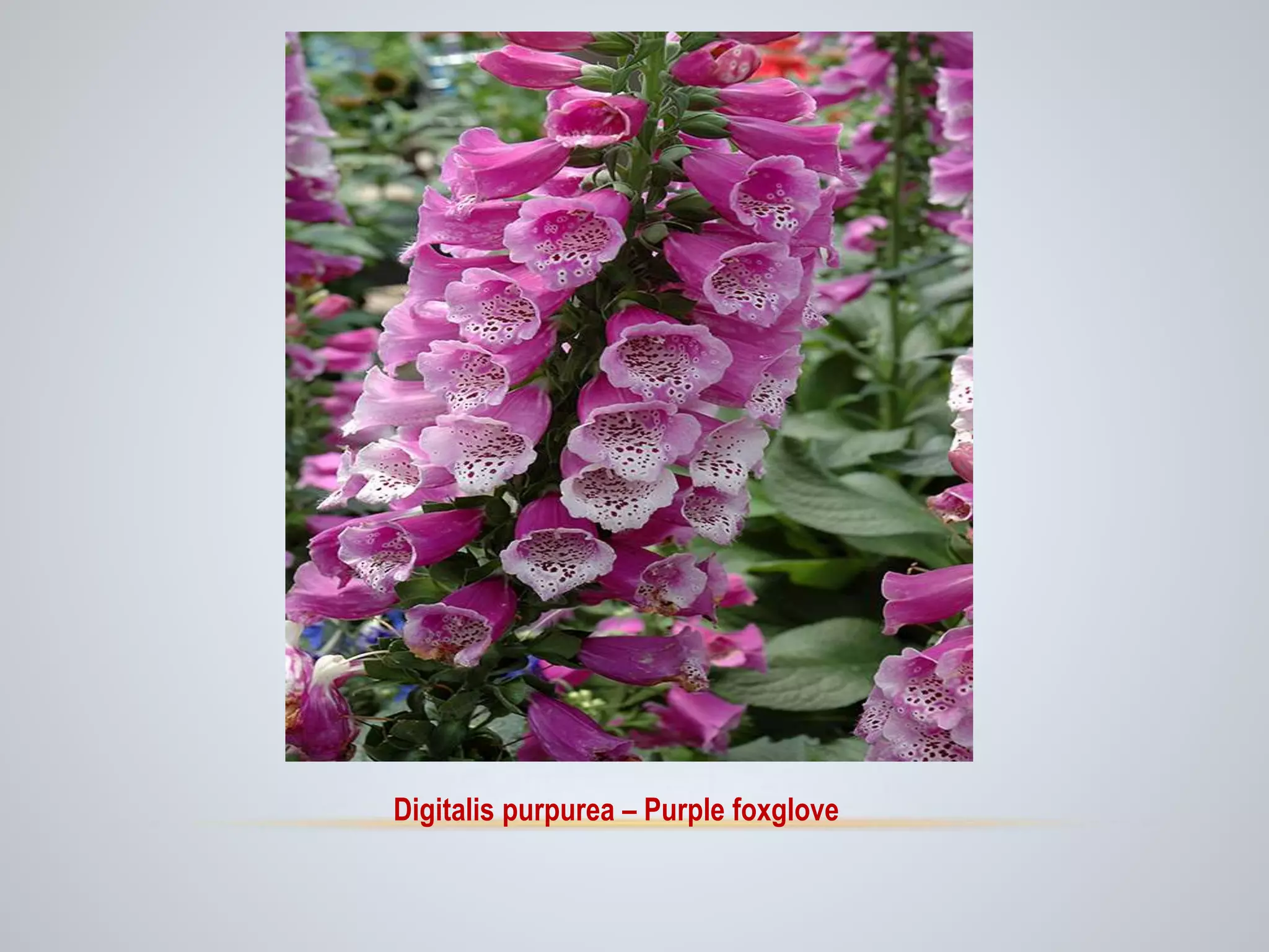 Pharmacognosy of digitalis | PPTX