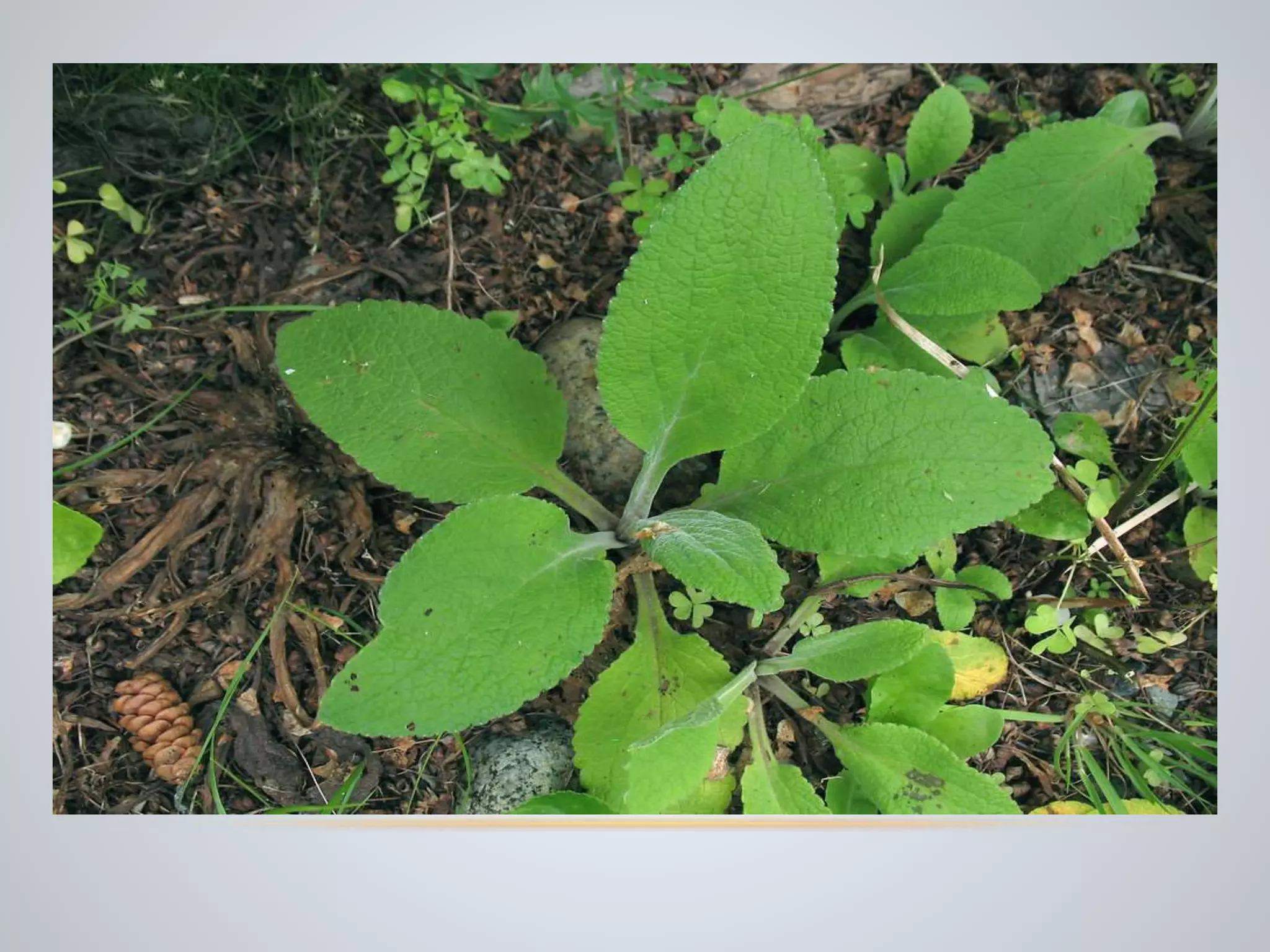 Pharmacognosy of digitalis | PPTX