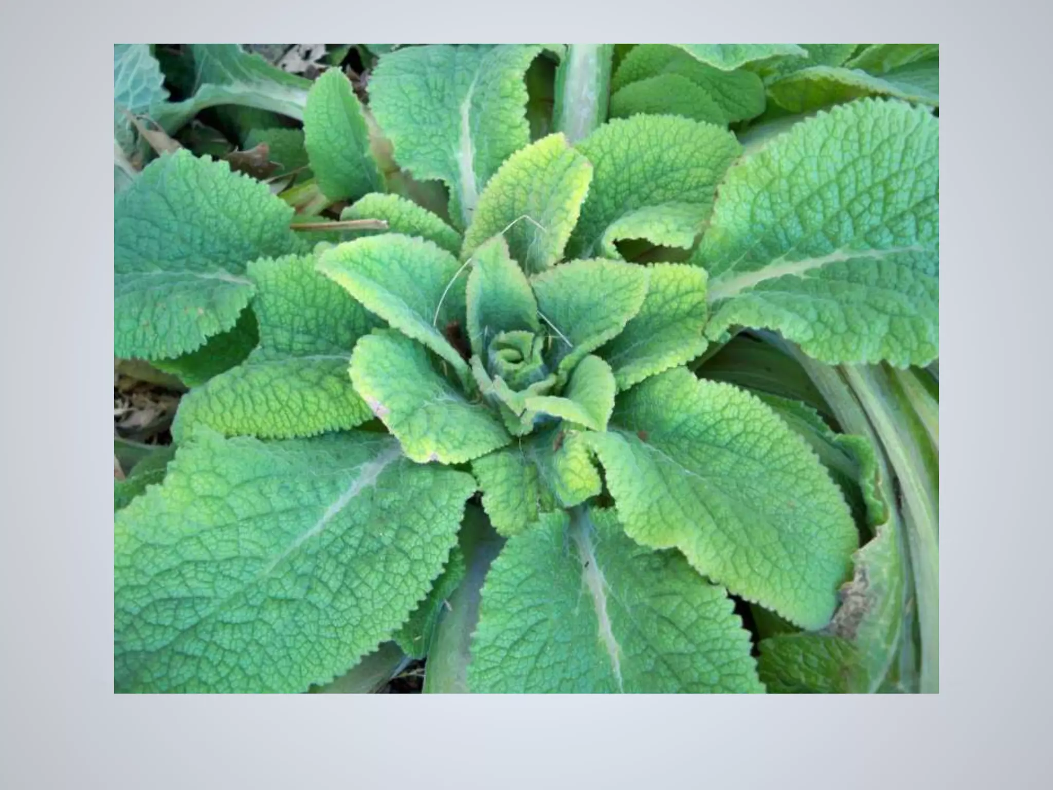 Pharmacognosy of digitalis | PPTX