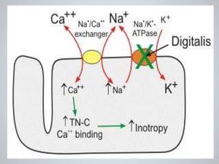 Pharmacognosy of digitalis | PPTX