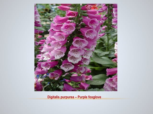 Pharmacognosy of digitalis | PPTX | Gardening | Home & Garden
