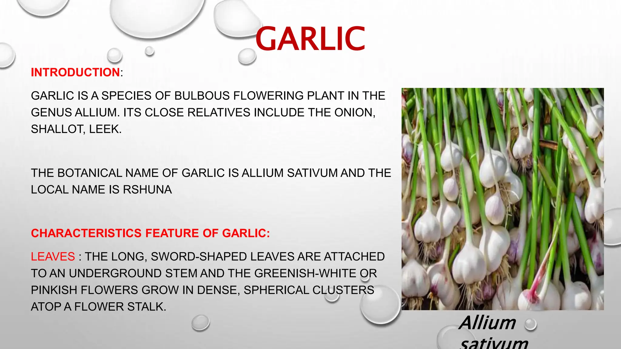 Pharmacognosy Presentation.pptx