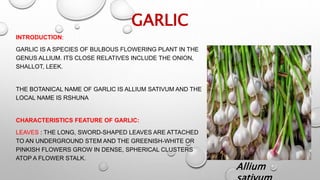 Pharmacognosy Presentation.pptx