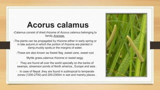 Clove , Lavender , Acorus calamus | PPTX