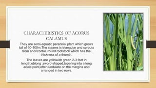 Clove , Lavender , Acorus calamus | PPTX