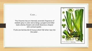 Clove , Lavender , Acorus calamus | PPTX