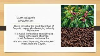 Clove , Lavender , Acorus calamus | PPTX