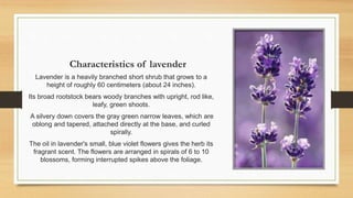 Clove , Lavender , Acorus calamus | PPTX
