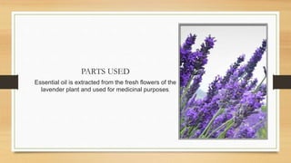 Clove , Lavender , Acorus calamus | PPTX
