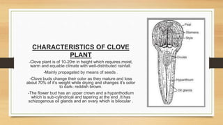 Clove , Lavender , Acorus calamus | PPT