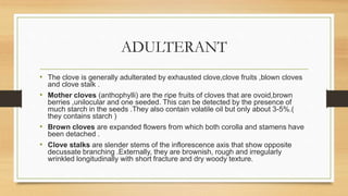 Clove , Lavender , Acorus calamus | PPTX