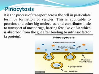 pharmacokinetics (1).pptx