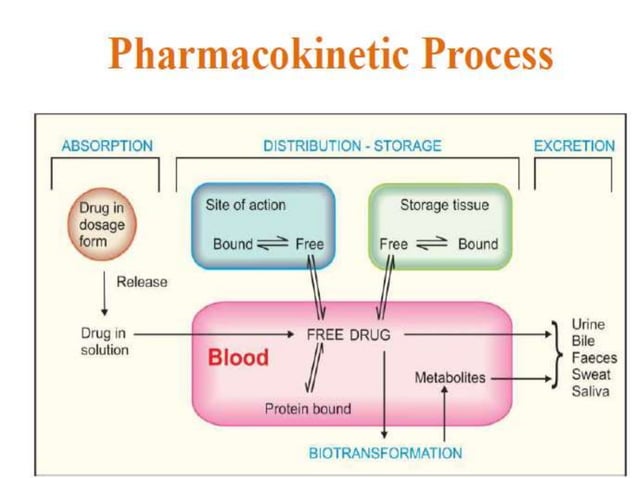 pharmacokinetics (1).pptx