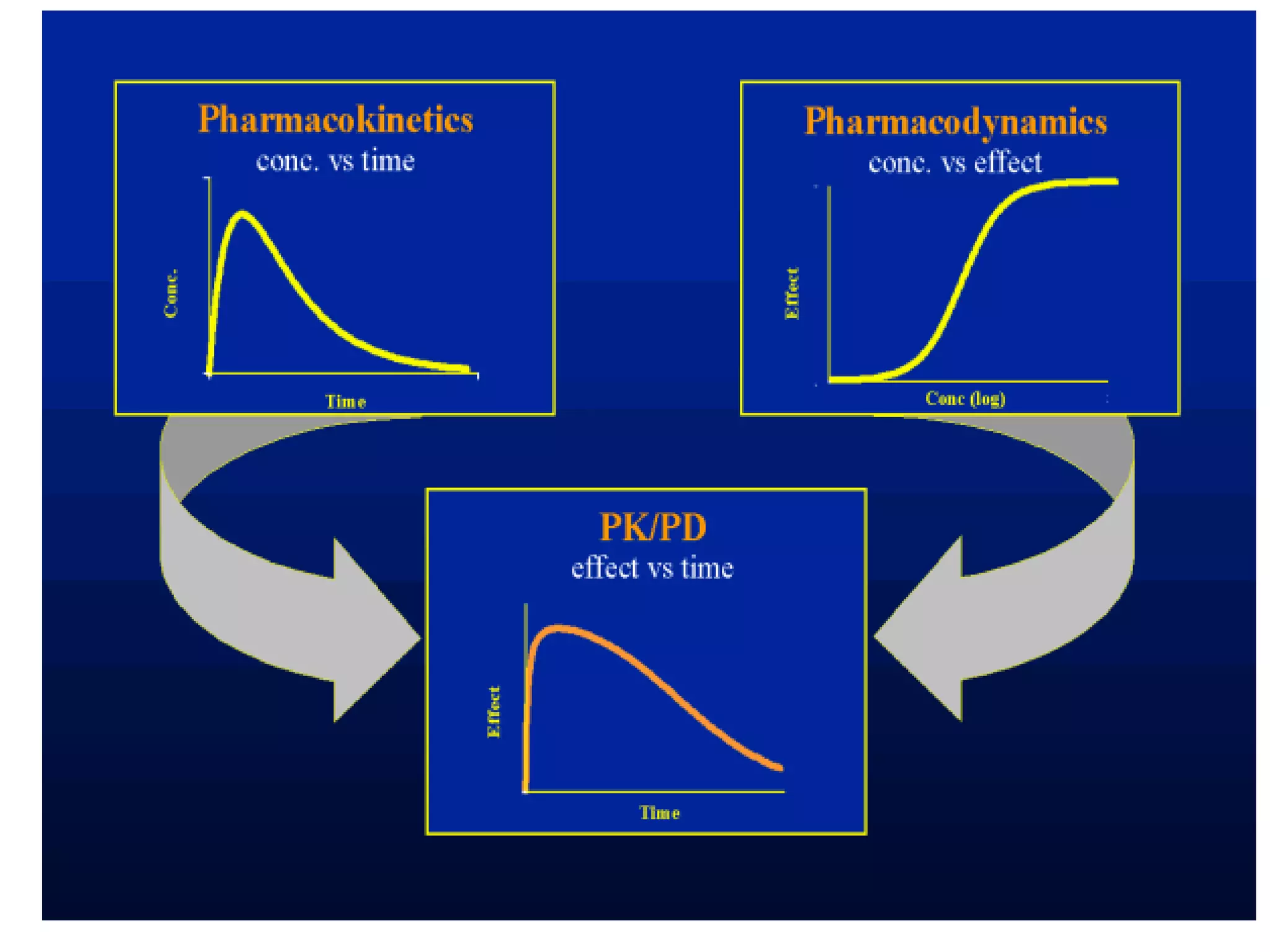 Pharmacokinetics and Pharmacodynamics | PPT
