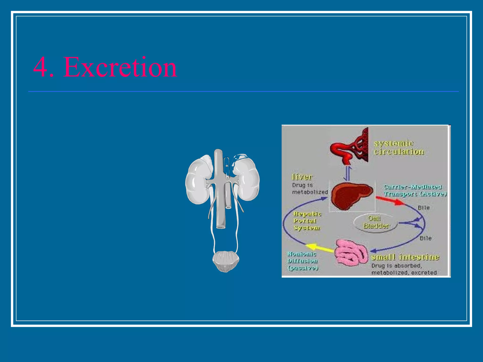 Pharmacokinetics - drug absorption, drug distribution, drug metabolism ...