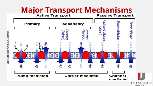 PHARMACOKINETICS - Absorption (Transport) | PPTX