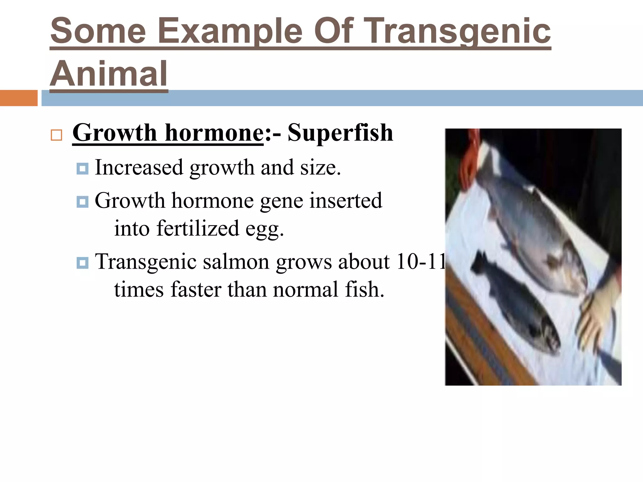 Transgenic animal | PPTX