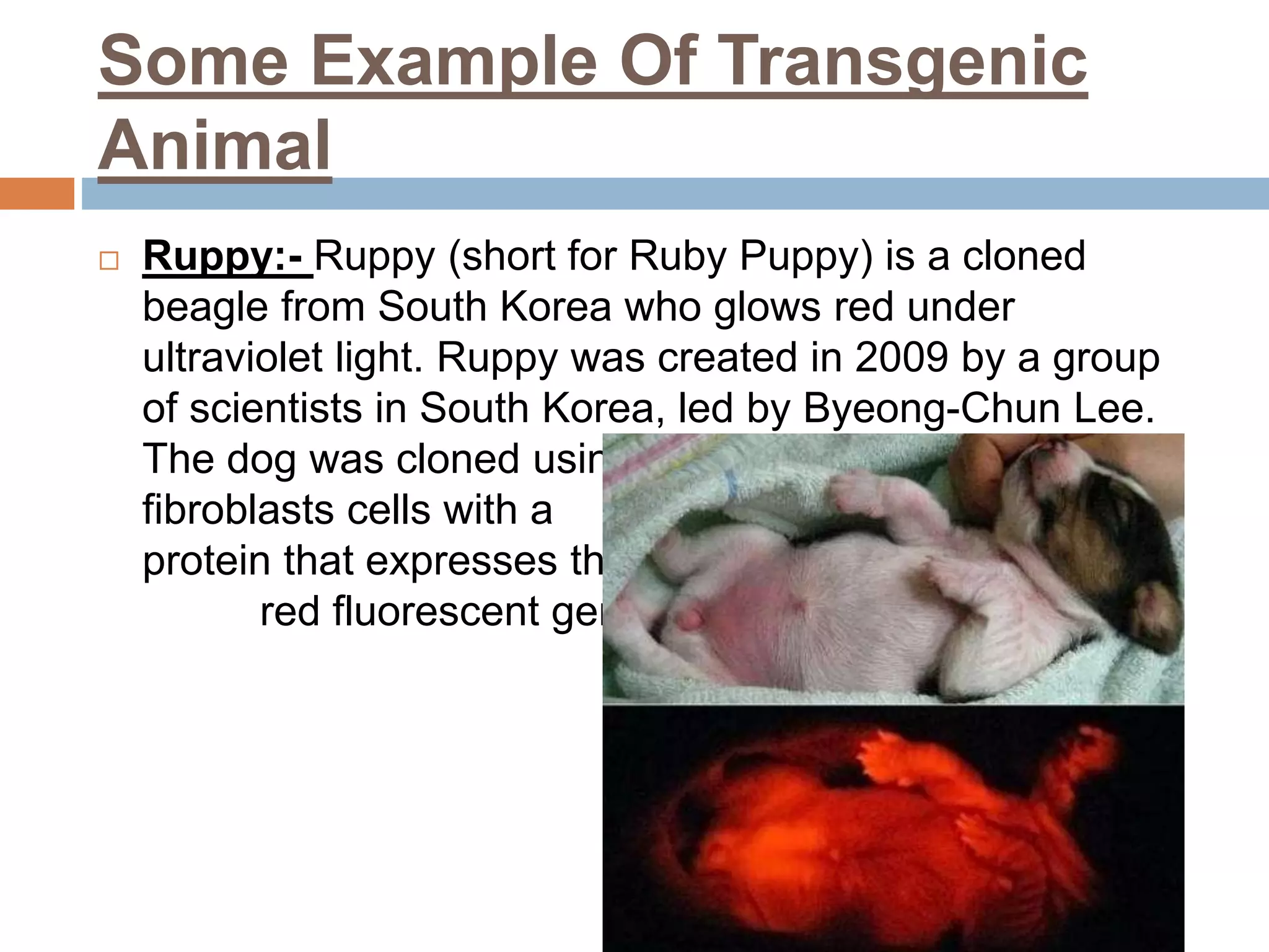 Transgenic animal | PPTX