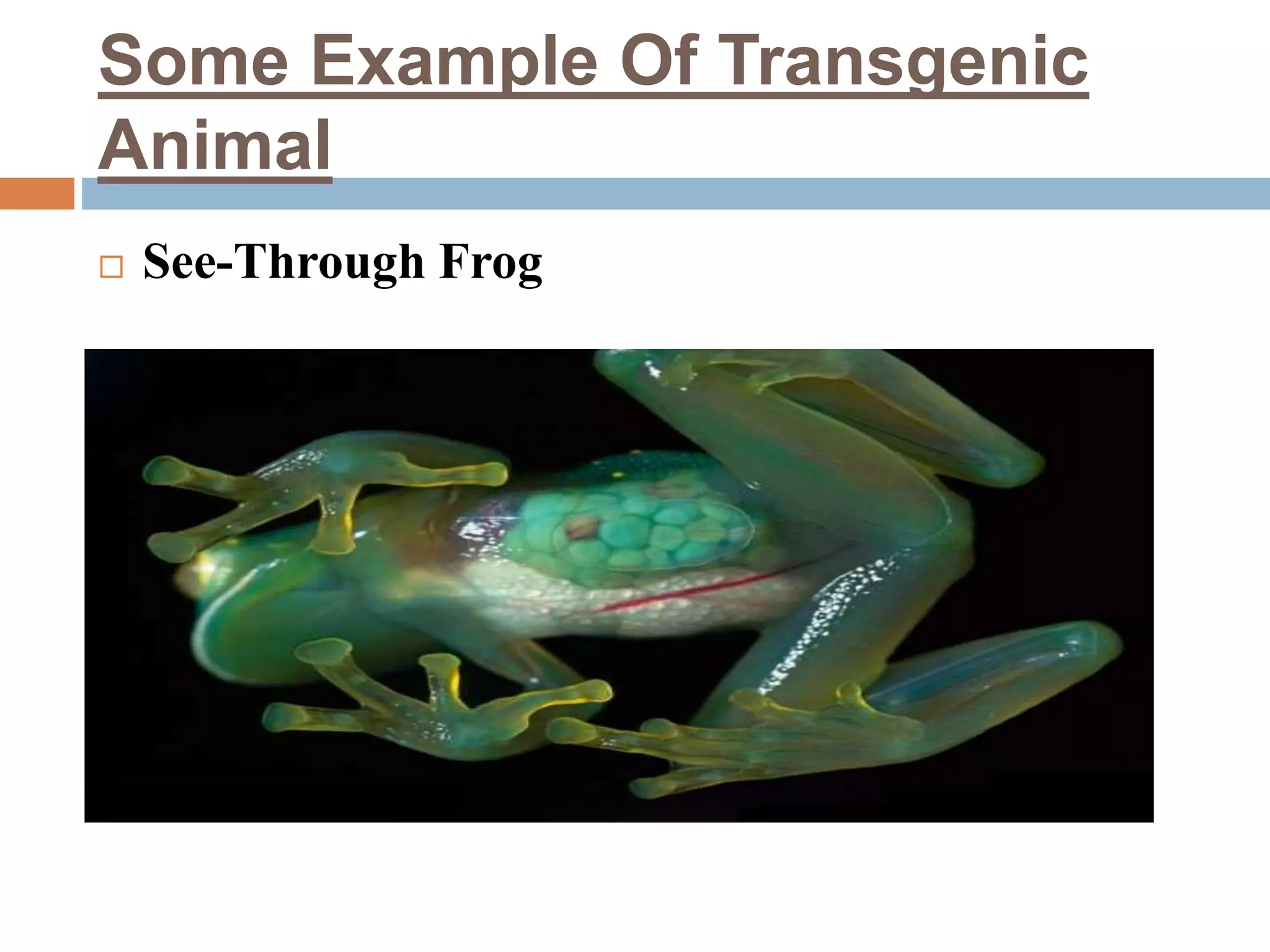 Transgenic animal | PPTX