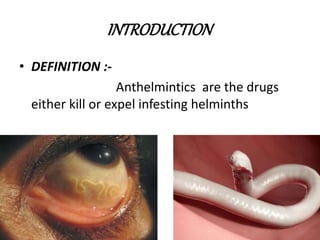 Anthelmintic Drugs [Pharmacology] | PPTX