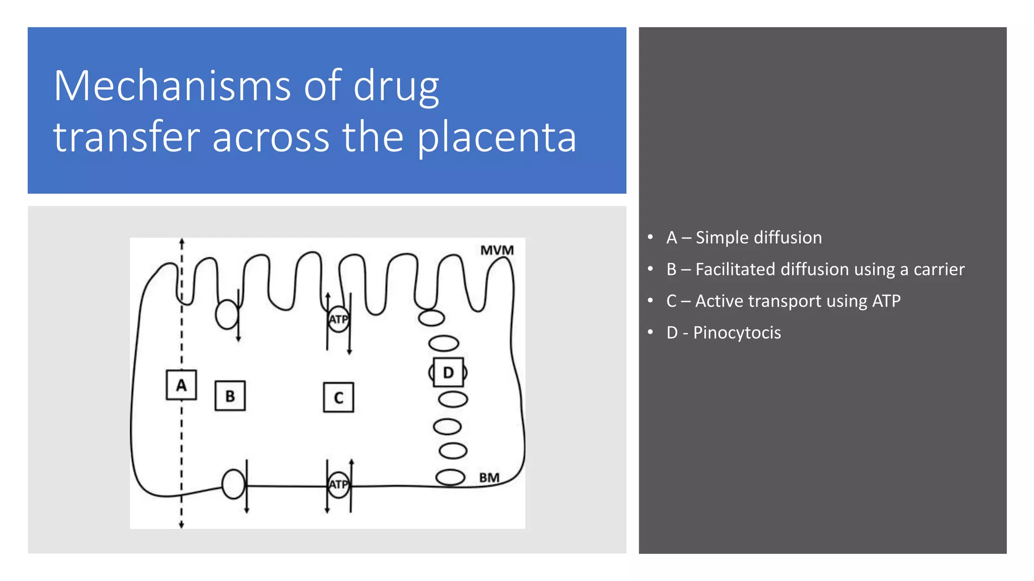 Pharmacodynamics in pregnancy and placenta.pptx
