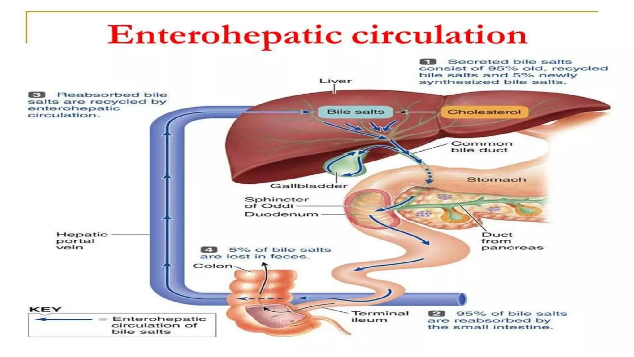 function of bile flow and drugs | PPTX
