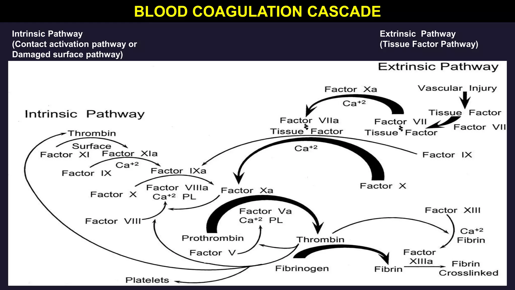 Anticoagulants: Advance Pharmacology | PPTX