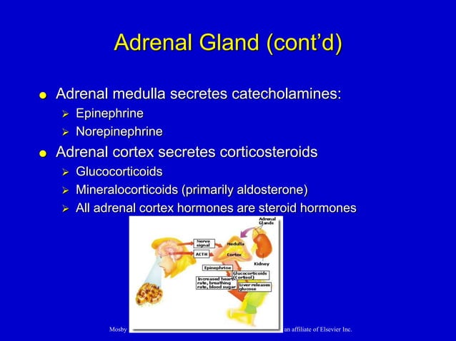 Pharmacology-Adrenaldrugs.ppt