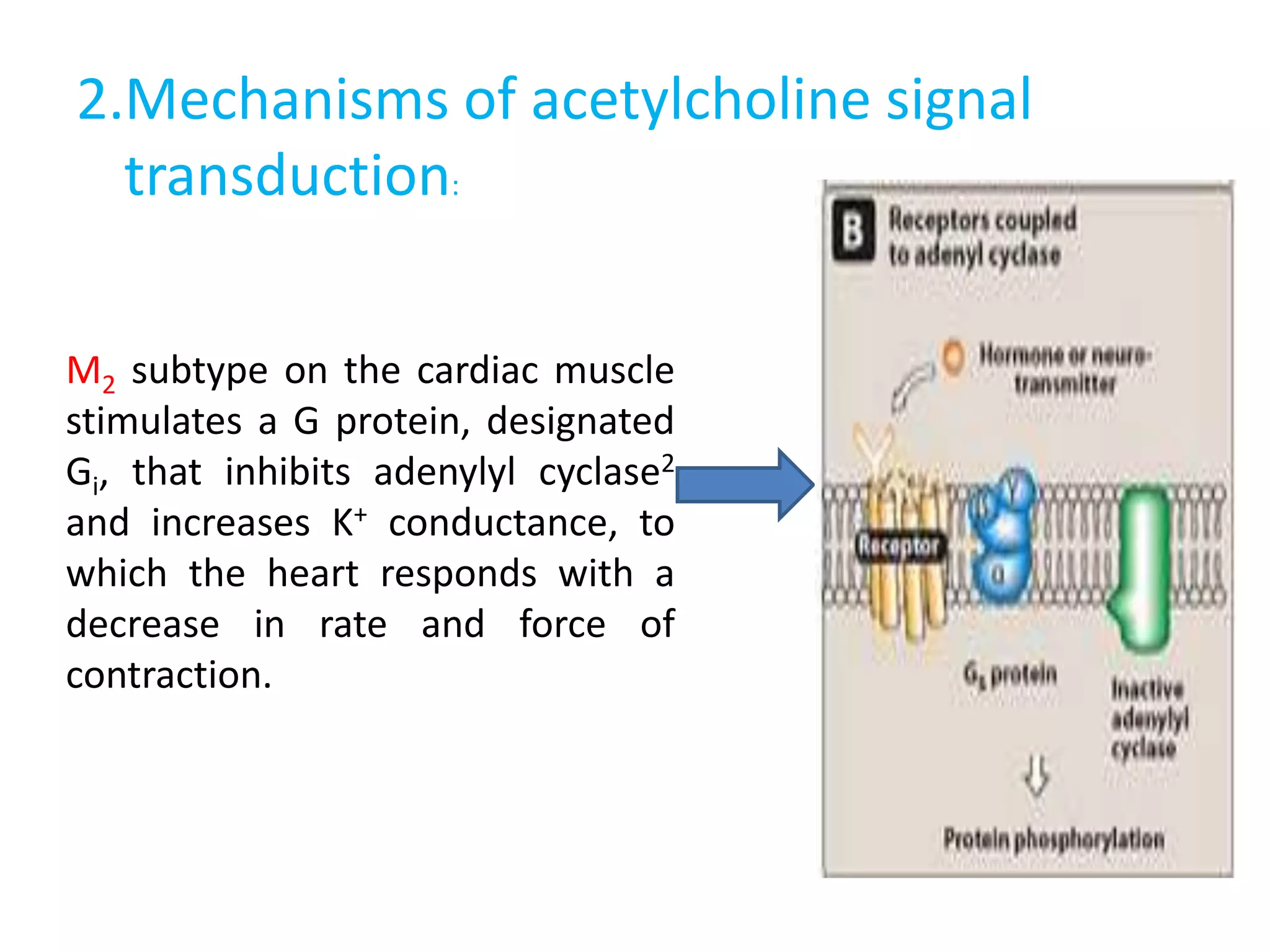 Pharmacology cholinergic agonist | PPTX