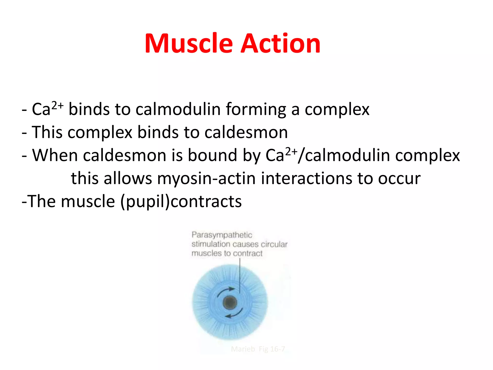 Pharmacology cholinergic agonist | PPTX