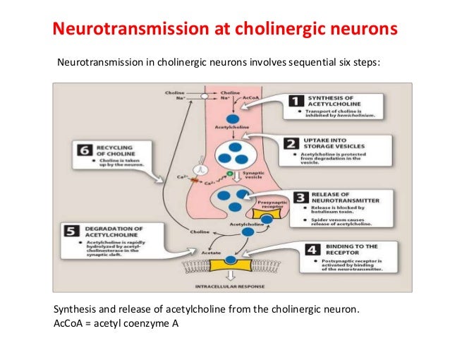 Pharmacology cholinergic agonist