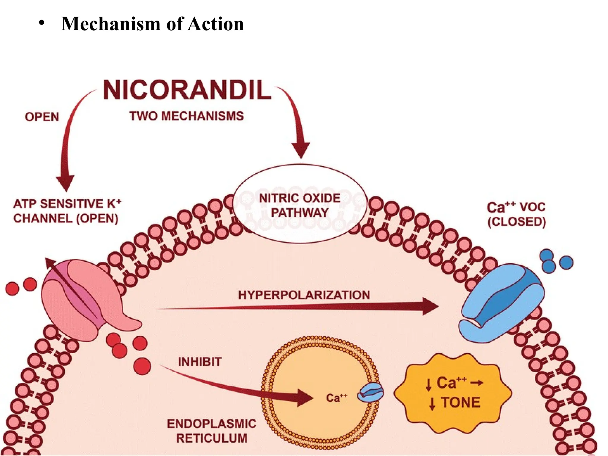 Pharmacology-II Unit-I. Pharmacology of Drugs Acting on Cardio Vascular ...