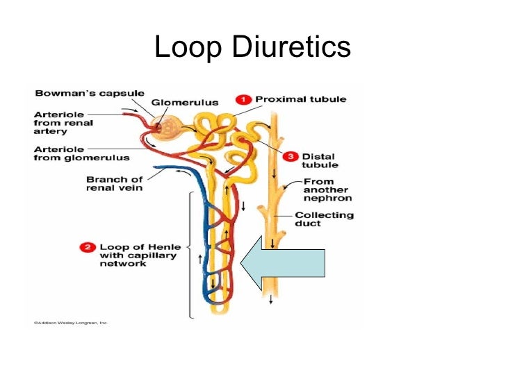 Pharmacology Kidney Drugs